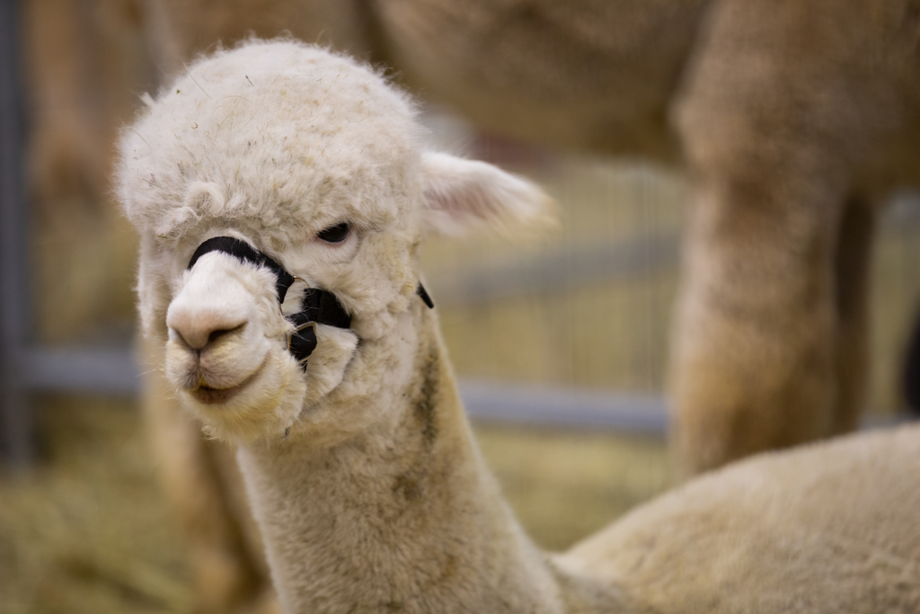 Petsfestival 2023 presenta l'International Llama & Alpaca show ...